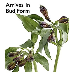 BloomsyBox: 24 Multicolored Alstroemeria Bouquet Flowers, Two Dozen, Long Lasting & Hand-Tied, Farm Fresh Cut Flowers Bouquet, birthday flowers,anniversary Flowers | No Vase