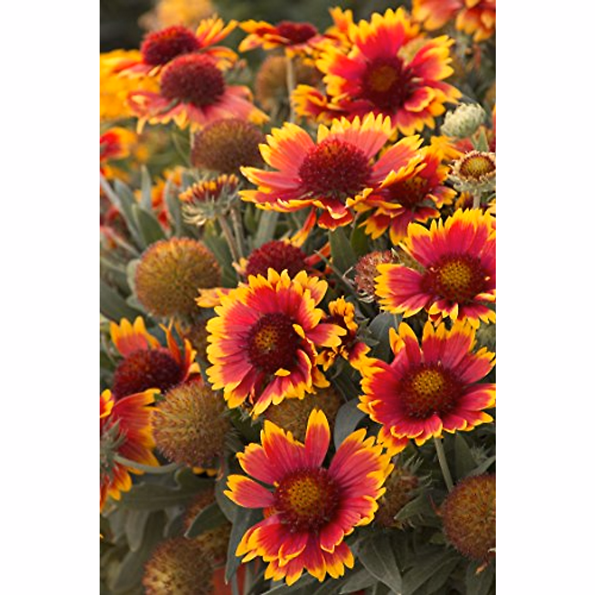 "Blanketflower" Common Gaillardia Indian Perennial Flower Seeds, 500+ Premium Heirloom Seed, (Gaillardia Aristata), 95% Germination, (Isla's Garden Seeds), Non GMO Seeds, Great Flower Garden Gift