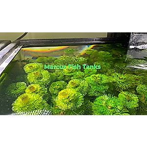 Marcus Fish Tanks - 3X Green Cabomba Caroliniana Live Aquarium Plants for Aquatic Freshwater Fish Tank