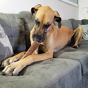 Elkhorn Premium Chews - Giant Whole Single Pack (for 75+ lb Dogs) Premium Grade Elk Antler for Dogs (1 Piece) Sourced in The USA