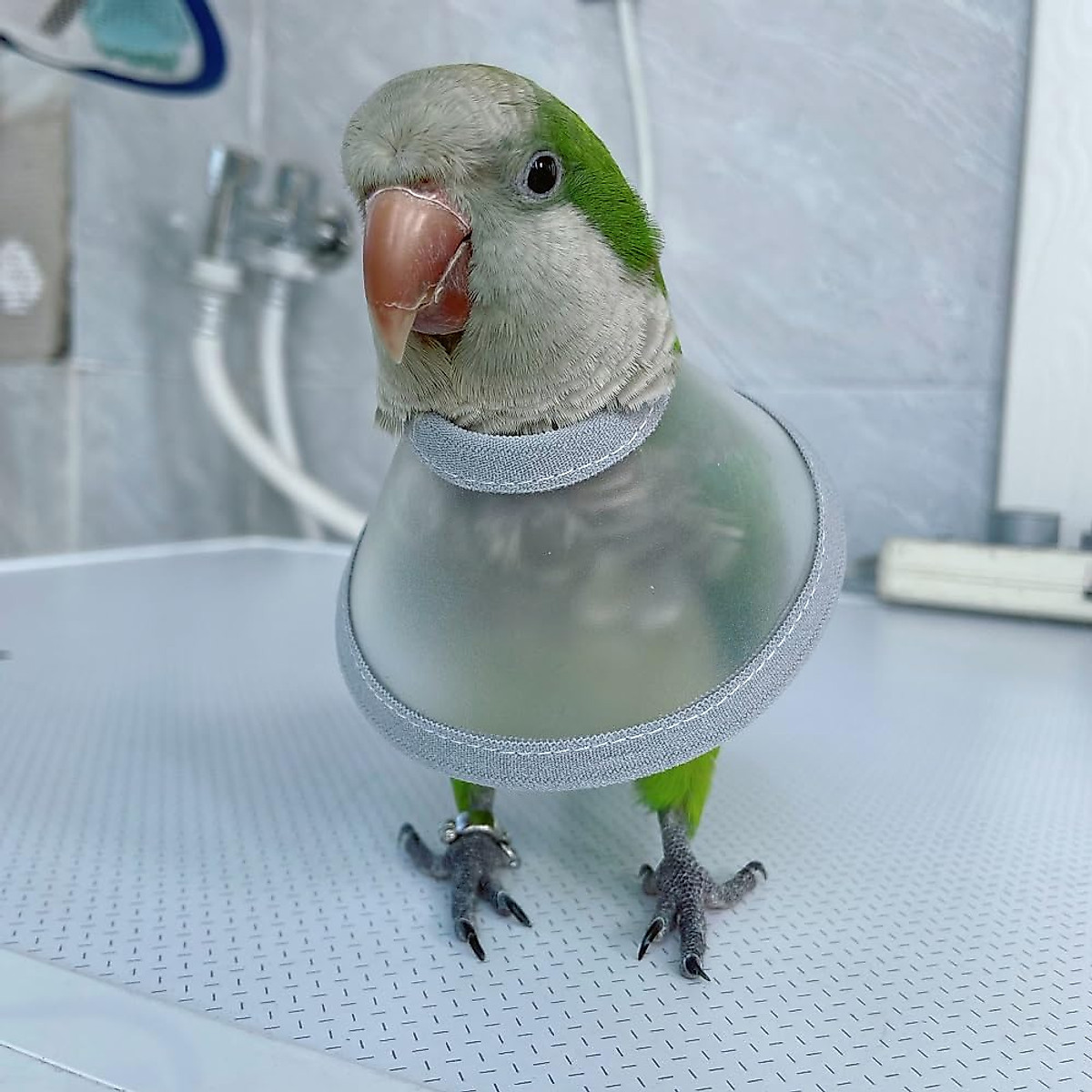 Adjustable Parrot Cone Collar, Safe and Practical Cotton Collar to Prevent Bites and Licking Wounds, to Help heal (M)
