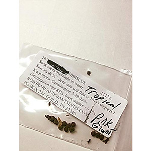 1112A-Tropical Hibiscus, Giant Pink (Hibiscus rosa-sinensis) Seeds by Robsrareandgiantseeds UPC0764425787105 Non-GMO,Organic,USA Grower, Cold Hardy, 1112-A Package of 10 Seeds