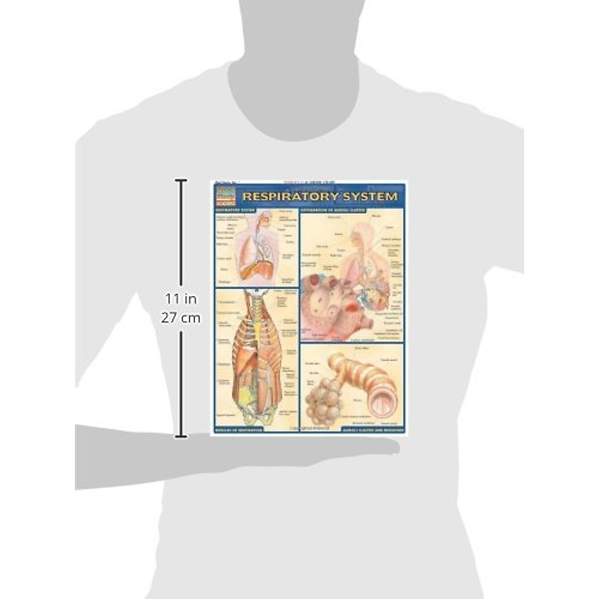 Respiratory System (Quick Study: Academic)