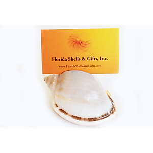 Set of 6 Genuine Seashell Place Card Holders Beach Wedding Favor Nautical Party Decor Sea Shell Table Sets