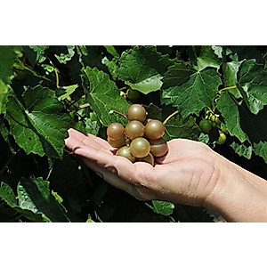 1128-Scuppernong/Muscadine,White,Tame (Vitis rotundifolia) Seeds by Robsrareandgiantseeds UPC0764425787334 Non-GMO,Organic,Historic Plants, Bonsai,1128 Package of 5 Seeds
