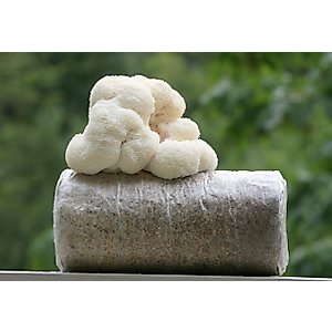 Root Mushroom Farm-Lion's Mane Grow kit, 3.2 pounds Log