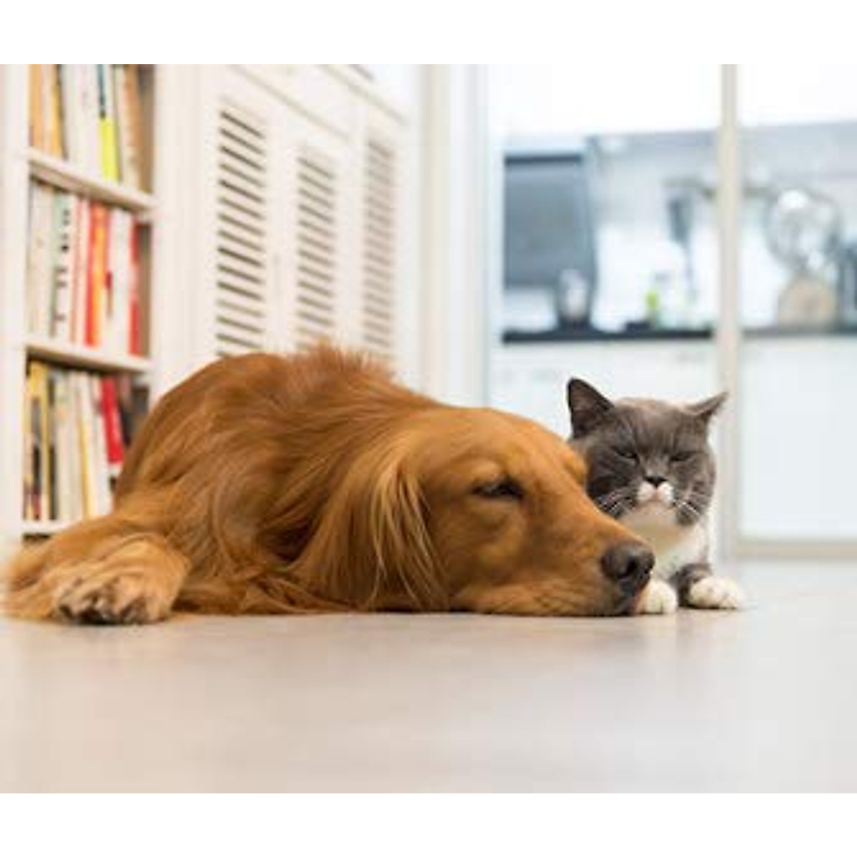 cat Anxiety Supplements - Turmeric with Coconut and Hemp Oil for Dogs and Cats - Natural Treats - Anxiety Relief - Joint Health - cat Hemp Oil Anxiety - 120 Treats (2 Bottles)