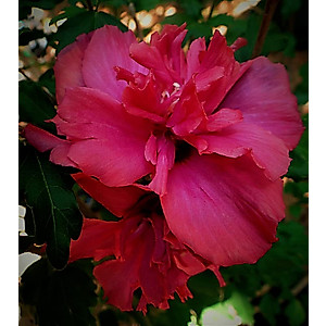 2 Red Rose of Sharon Althea Hibiscus Syriacus Plants 1 to 2 Ft Height for Planting Ornaments Perennial Garden Simple to Grow Pots Gifts