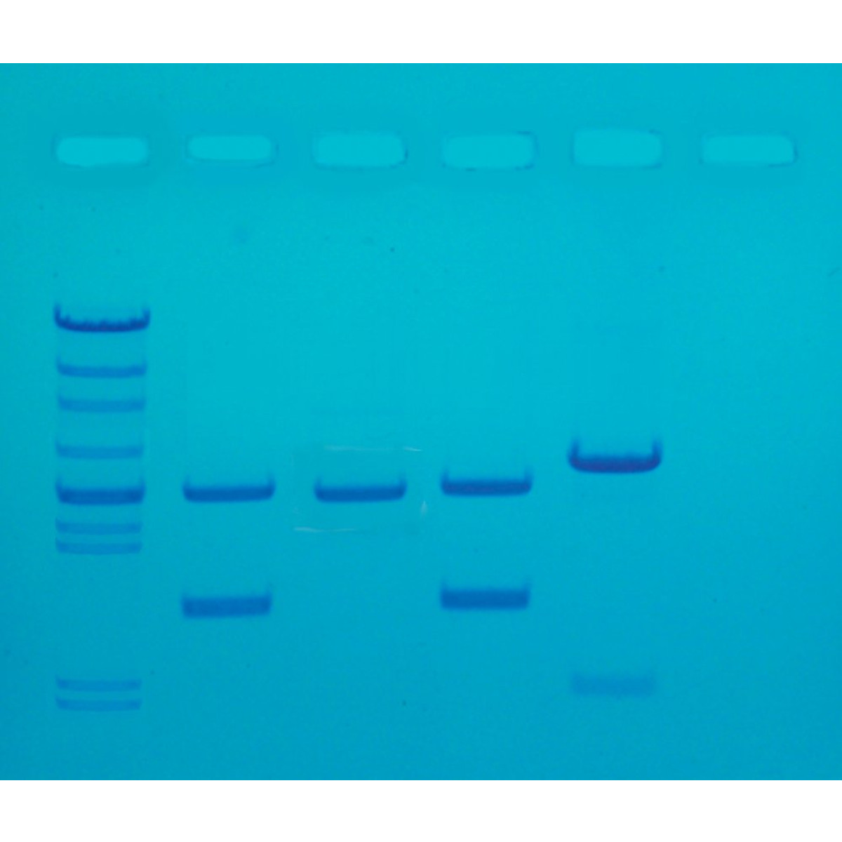 Edvotek 130 Amplification of DNA for Fingerprinting