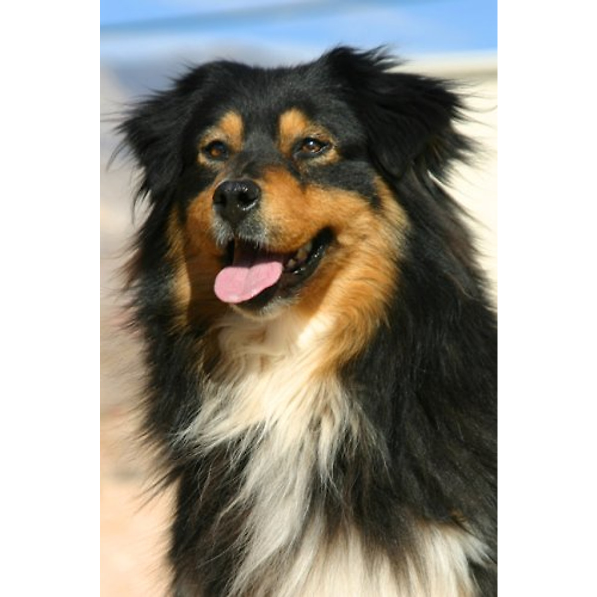 Shoot Your Dog with a Digital Camera Secrets of a Pet Photographer