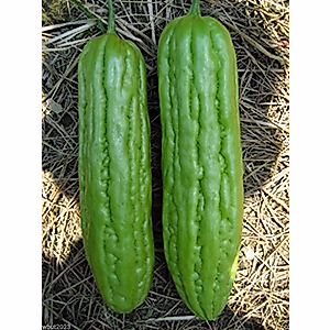 Bitter Gourds Seeds (Asian vegetable)"Green Skin" - 8-10" long - balsam pear(25 Seeds)