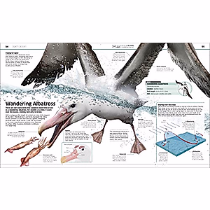 Knowledge Encyclopedia Ocean! (DK Knowledge Encyclopedias)