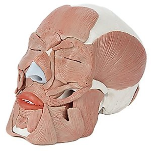 Axis Scientific 3-Part Painted Skull Model with Facial Musculature – Life Size Anatomical Skull Model with 36 Removable Parts