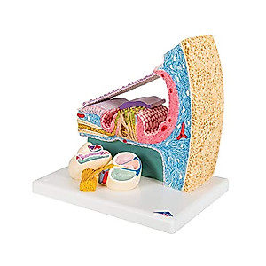 3B Scientific E14 Cortisches Organ - 3B Smart Anatomy