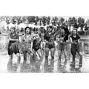 Bitter Rice (The Criterion Collection)