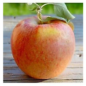 1 Honeycrisp Apple Tree, 15+inch, Fast Growing Fruit for Orchards - Read Ad
