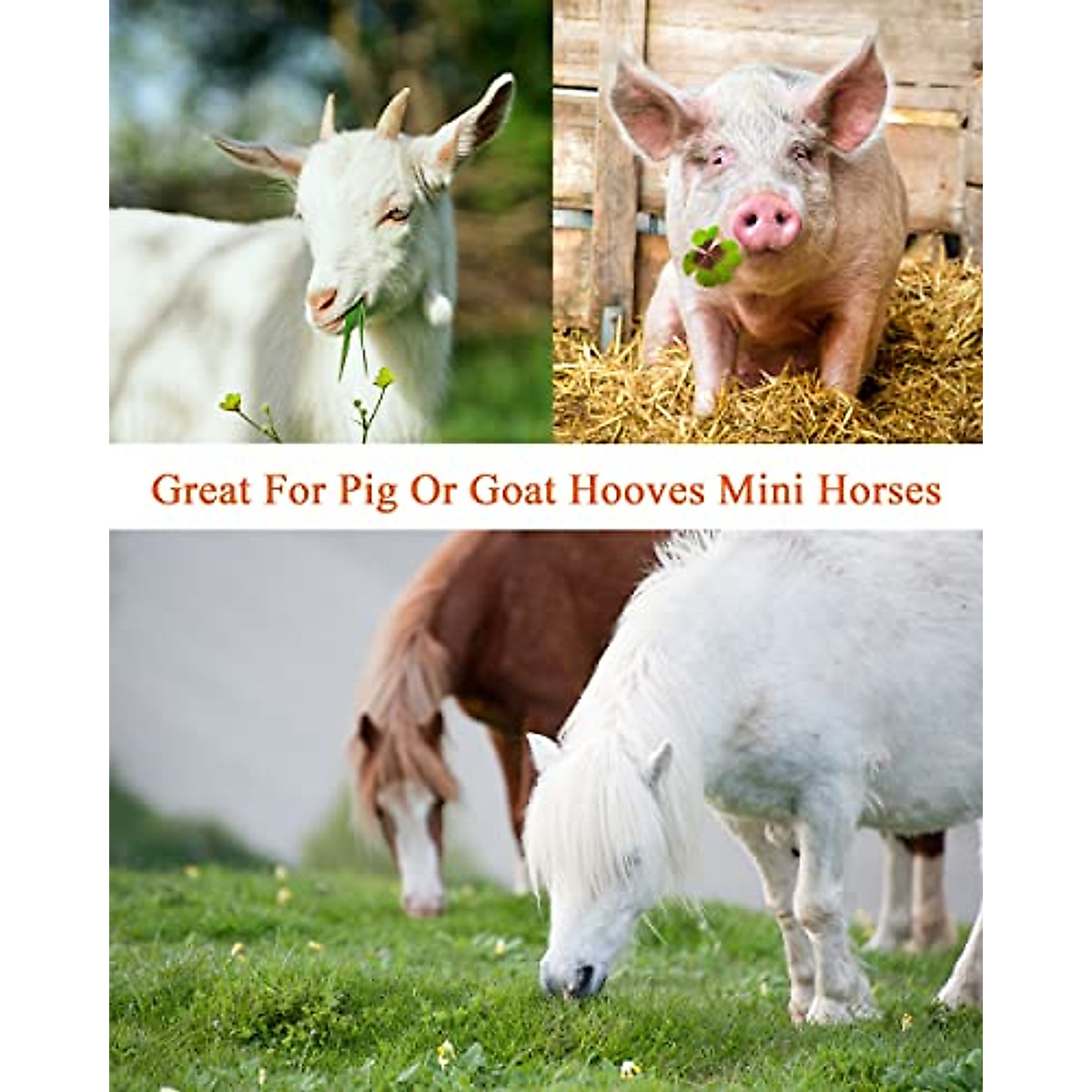 8 inch Farrier Hoof Tool Kit（5 Piece） Mini Rasp Hoof File Goat Pig Equine Metal Shears Farriers Hoof Nipper Cutter Handle Knife Stable Supplies