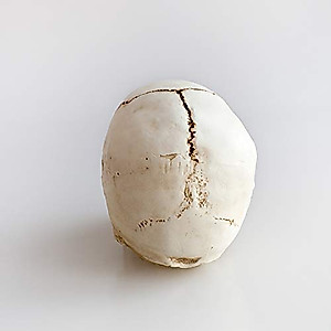 KABAKE Resin Medical Life Size Replica Realistic Human Skull Head Bone Model, Anatomy White Resin Skull High Precision Teaching Tool Halloween Decor