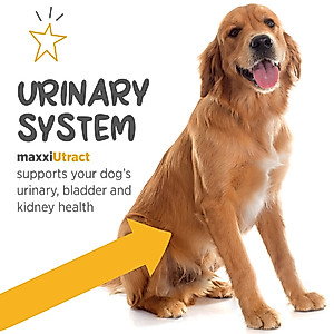 maxxipaws maxxiUtract Urinary & Bladder Support - Powder Supplement for Dogs, 5.3oz