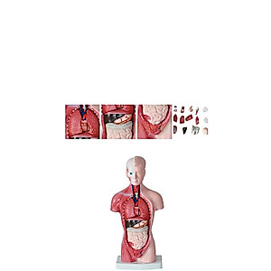 Human Torso Anatomical Skeleton 26cm Life Size Model Internal Organs Removable Health Demonstrations