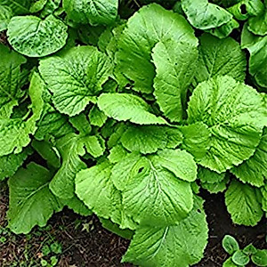 4000+ Florida Broadleaf Mustard Seeds for Planting Vegetable Seeds for Green Leaf Non-GMO Heirloom Garden Seed Small GAI Choi Cải bẹ xanh