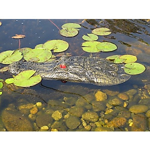 TJB-INC 22" Alligator Head Decoy & Pond Float with Reflective Eyes for Canada Geese & Blue Heron Control