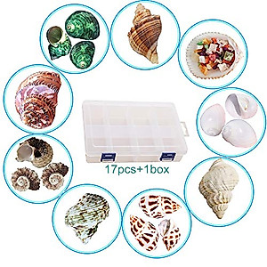 Hermit Crab Shells 17PCS (9 Types) Medium Small Growth Turbo Seashells 0.6-1.6 Inch Various Openning Size Natural