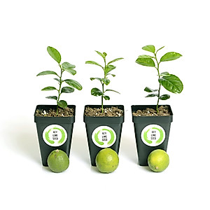 Gerald Winters and Son Key Lime Tree Starter Plant . Citrus aurantifolia. 3” - 5”