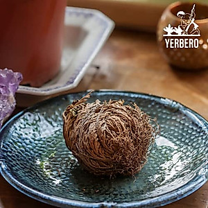 Yerbero - Jumbo Rose of Jericho Dried Flower 3.5'' - 6'' | Selaginella Lepidophylla | Resurrection Plant | Jumbo Size Dried Rose | Abundance, Prosperity, Sacred Rose, Doradilla Plant | 3.5'' - 6''