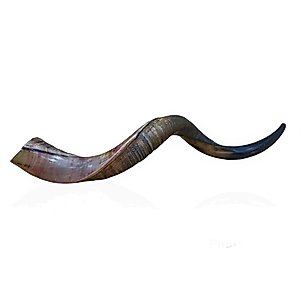22"-24" Half Polished Half Natural Kudu Horn Shofar Kosher Israel Tradition