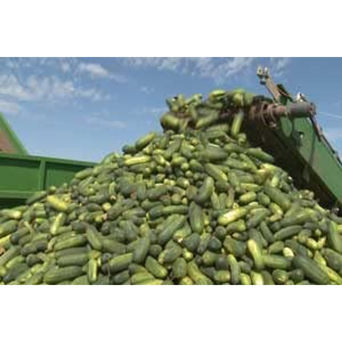 Best Maid Dill Pickle 60-80 Count 5 Gallons | Foodservice Bulk | Concession Stand Items | Gourmet | American Grown & Made | Take Home a Taste of Texas