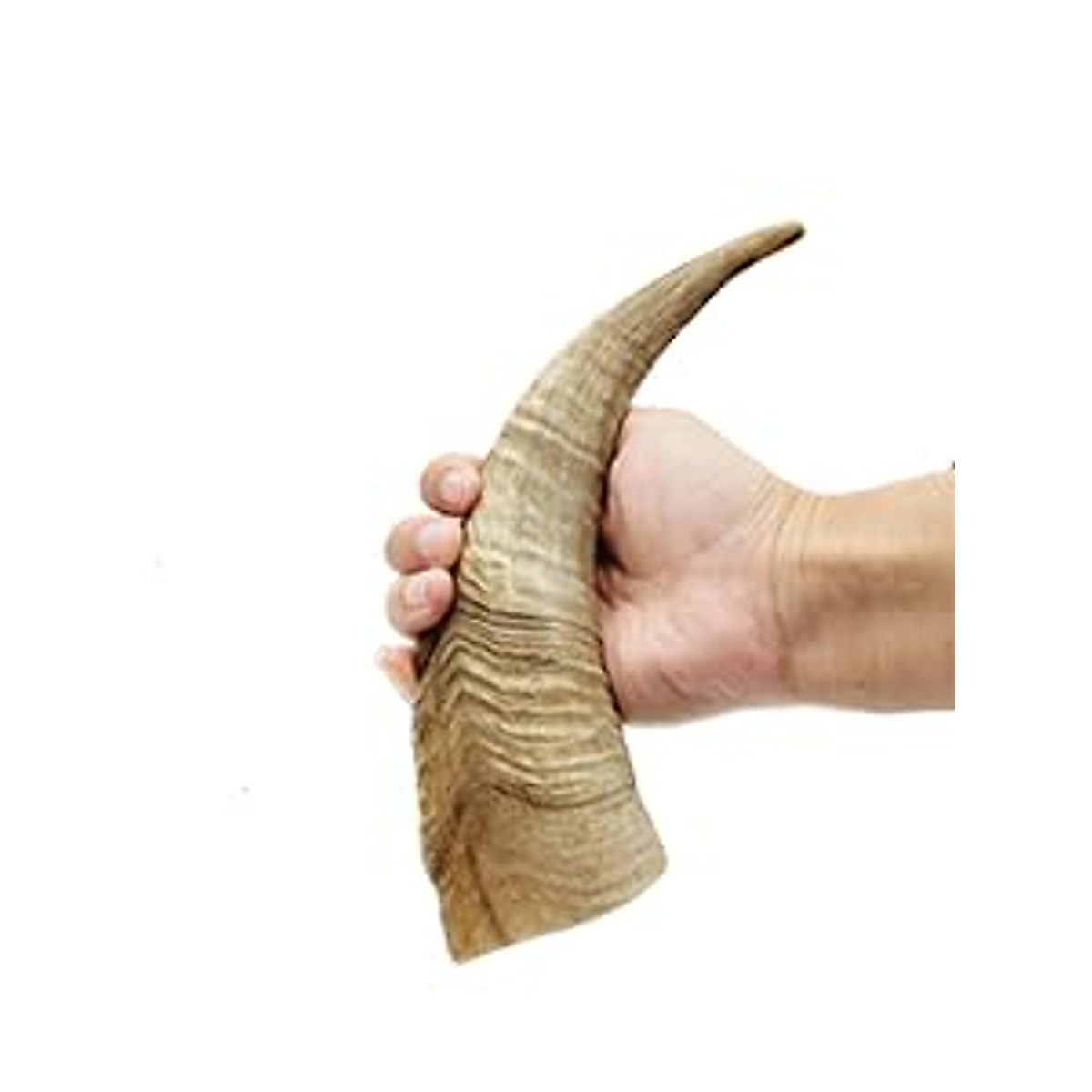 Herders Choice Chews Dried Goat Horns (Medium 2 pcs.)