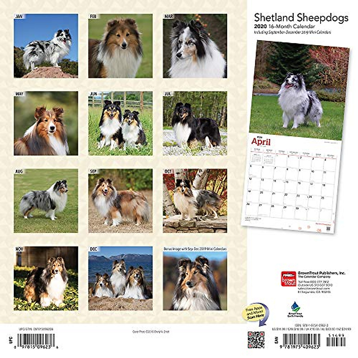 Shetland Sheepdogs 2020 12 x 12 Inch Monthly Square Wall Calendar, Animals Dog Breeds