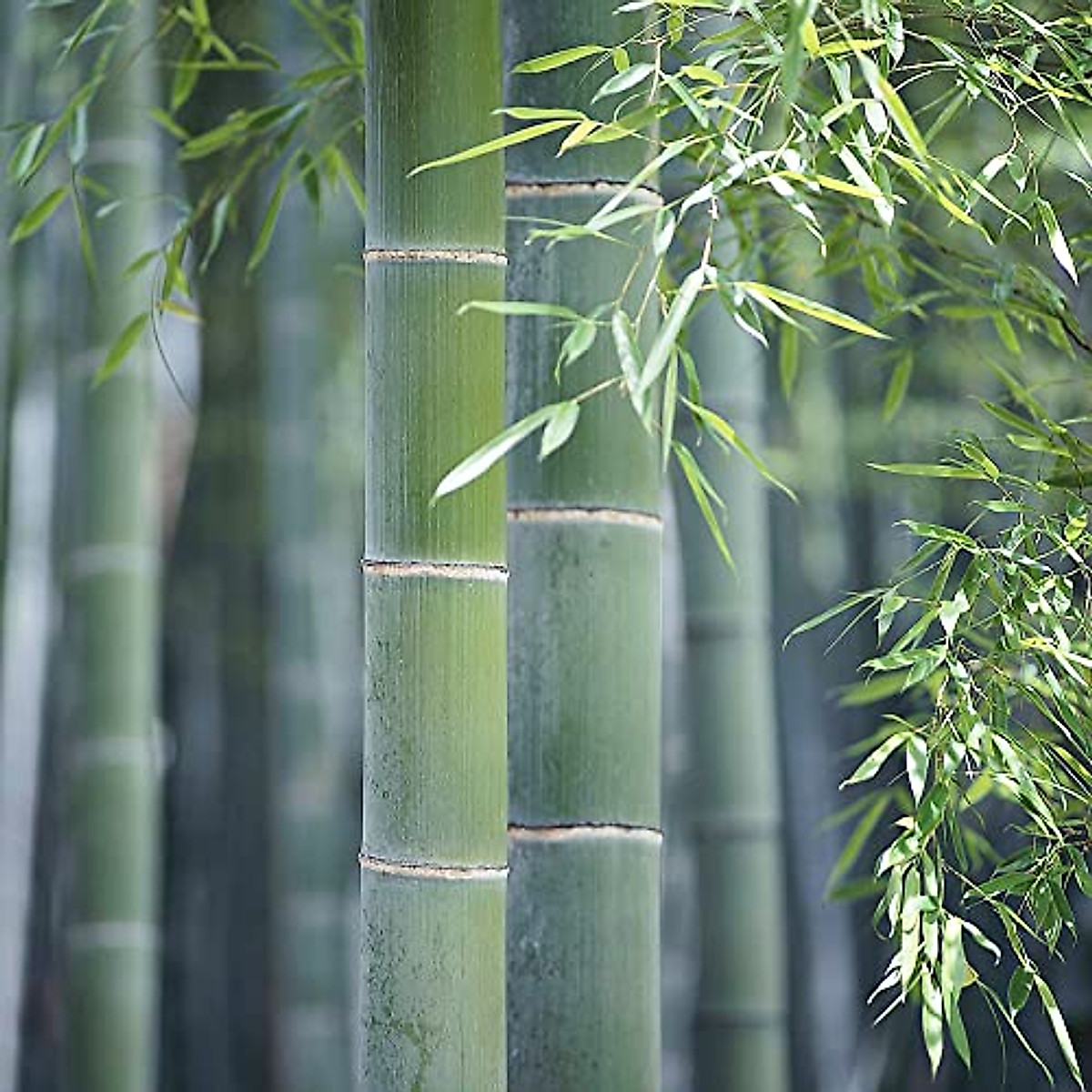 YEGAOL Garden Moso Bamboo Seeds 60Pcs Organic Non-GMO Evergreen Ornamental Fast Growing Tall Backyard Plant