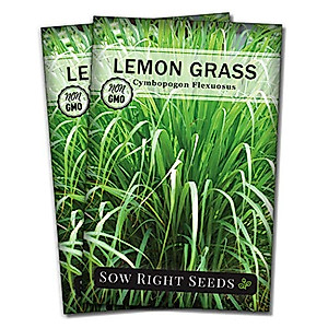 Sow Right Seeds - Lemon Grass Seed for Planting - Non-GMO Heirloom Seeds - Full Instructions for Easy Planting and Growing an Herb Garden, Indoor or Outdoors; Great Gardening Gift (2)