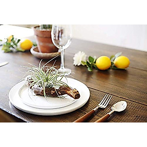 Shop Succulents | Good Juju Tropical Tillandsia Air Plant Kit, Hand Selected Variety Pack | Collection of 4