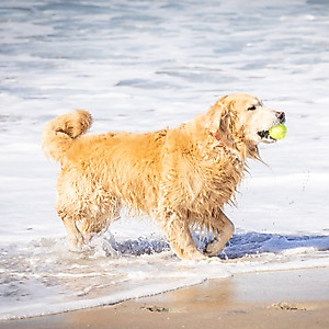 Hyper Pet Tennis Balls for Dogs - 12 Pack 2.5" for Exercise and Fetch, Interactive Toys, Great for Small Breeds