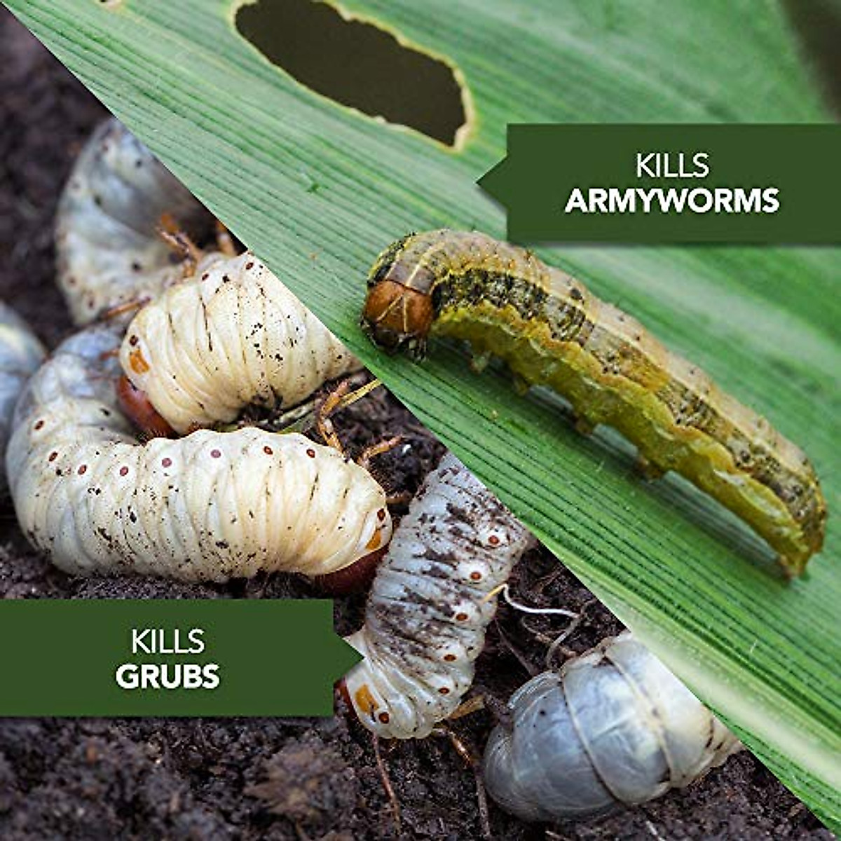 BioAdvanced 700289G Complete Insect Killer for Soil and Turf Pest Control, 20 Pound, Ready to Spread Granules