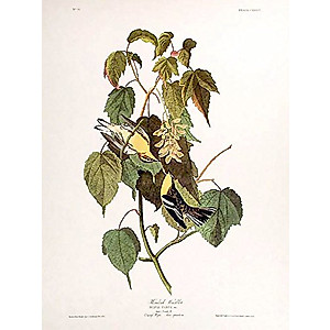 Hemlock Warbler. From"The Birds of America" (Amsterdam Edition)