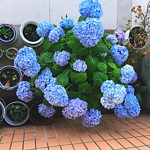 Mixed Hydrangea Seeds Flowers for Planting Non-GMO Home Garden Mixed Colors (100+)