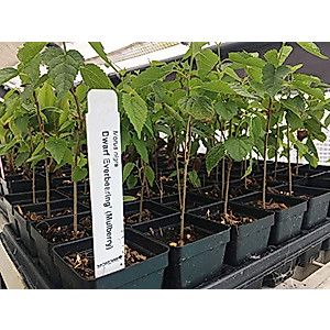 Dwarf Everbearing Mulberry Plant - Morus nigra - Live Plant