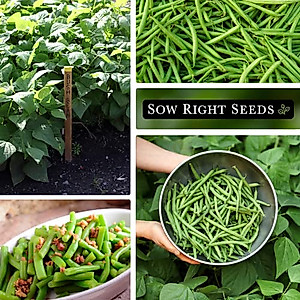 Sow Right Seeds - Contender Bush Bean Seed for Planting - Large & Delicious Green Beans to Grow - Easy to Grow, Large Pods - Non-GMO Heirloom Packet with Instructions to Plant a Home Vegetable Garden