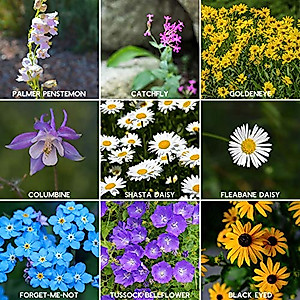 Package of 80,000 Wildflower Seeds - Rocky Mountain Wildflower Mix Seeds Collection - 18 Assorted Varieties of Non-GMO Heirloom Flower Seeds for Planting Including Larkspur, Poppy, Columbine, & Daisy