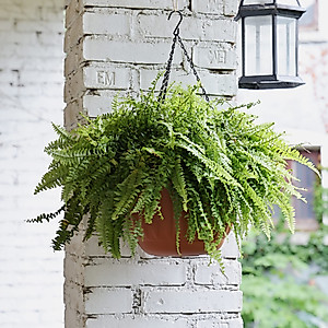 YIKUSH Hanging Planter for Indoor and Outdoor Plants 2 Pack 12inch Flower Pot Plastic Plant Pot with Drainage Hole and Absorbing Tray（Terracotta,with 3 Hooks）