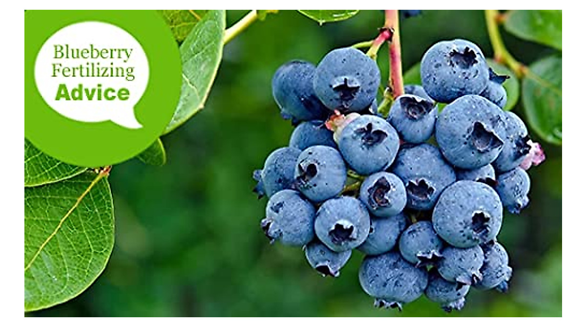 Blueberry Bush Granular Sulfur Fertilizer | Soil Acidifier 50 Lbs