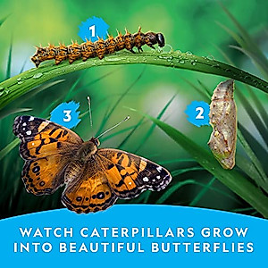 NATIONAL GEOGRAPHIC Butterfly Growing Kit - Butterfly Habitat Kit with Voucher to Redeem 5 Caterpillars ($10.95 S&H Not Included), Butterfly Cage, Feeder (Amazon Exclusive)