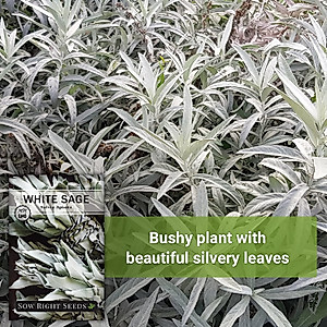 Sow Right Seeds - White Sage Seed for Planting - Non-GMO Heirloom Packet with Instructions for Planting and Growing a Home Herb Garden - Indoors or Outdoors - Make Your Own Herbal Incense (2)