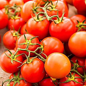 "Sweetie" Cherry Tomato Seeds for Planting, 200+ Heirloom Seeds Per Packet, (Isla's Garden Seeds), Non GMO Seeds, Sweet Flavor, Botanical Name: Solanum lycopersicum, Great Home Garden Gift