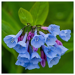 Everwilde Farms - 20 Virginia Bluebells Native Wildflower Seeds - Gold Vault Jumbo Seed Packet
