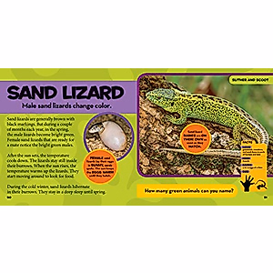 National Geographic Little Kids First Big Book of Reptiles and Amphibians (National Geographic Little Kids First Big Books)